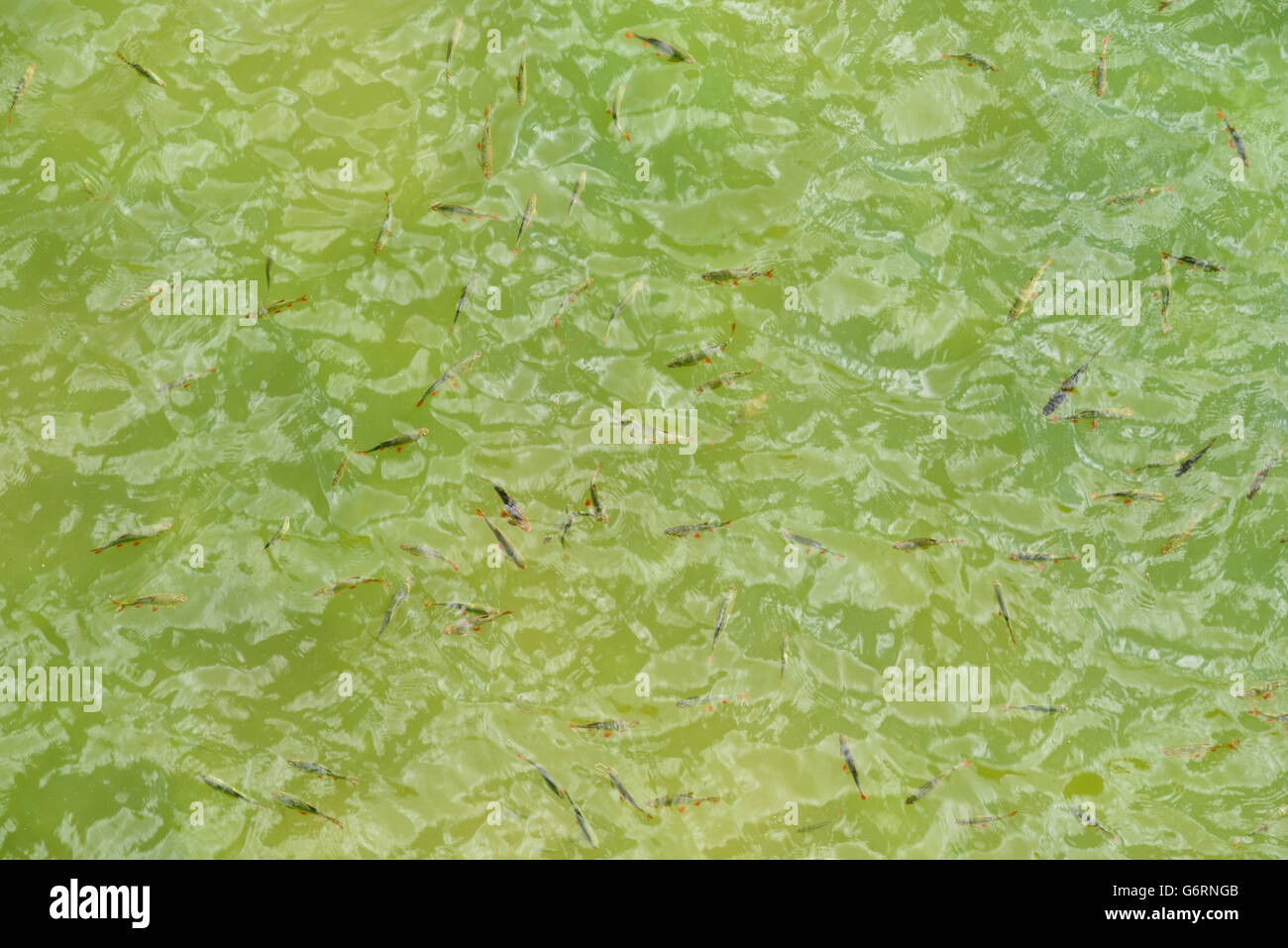 Top view fishes swimming in hi-res stock photography and images - Alamy