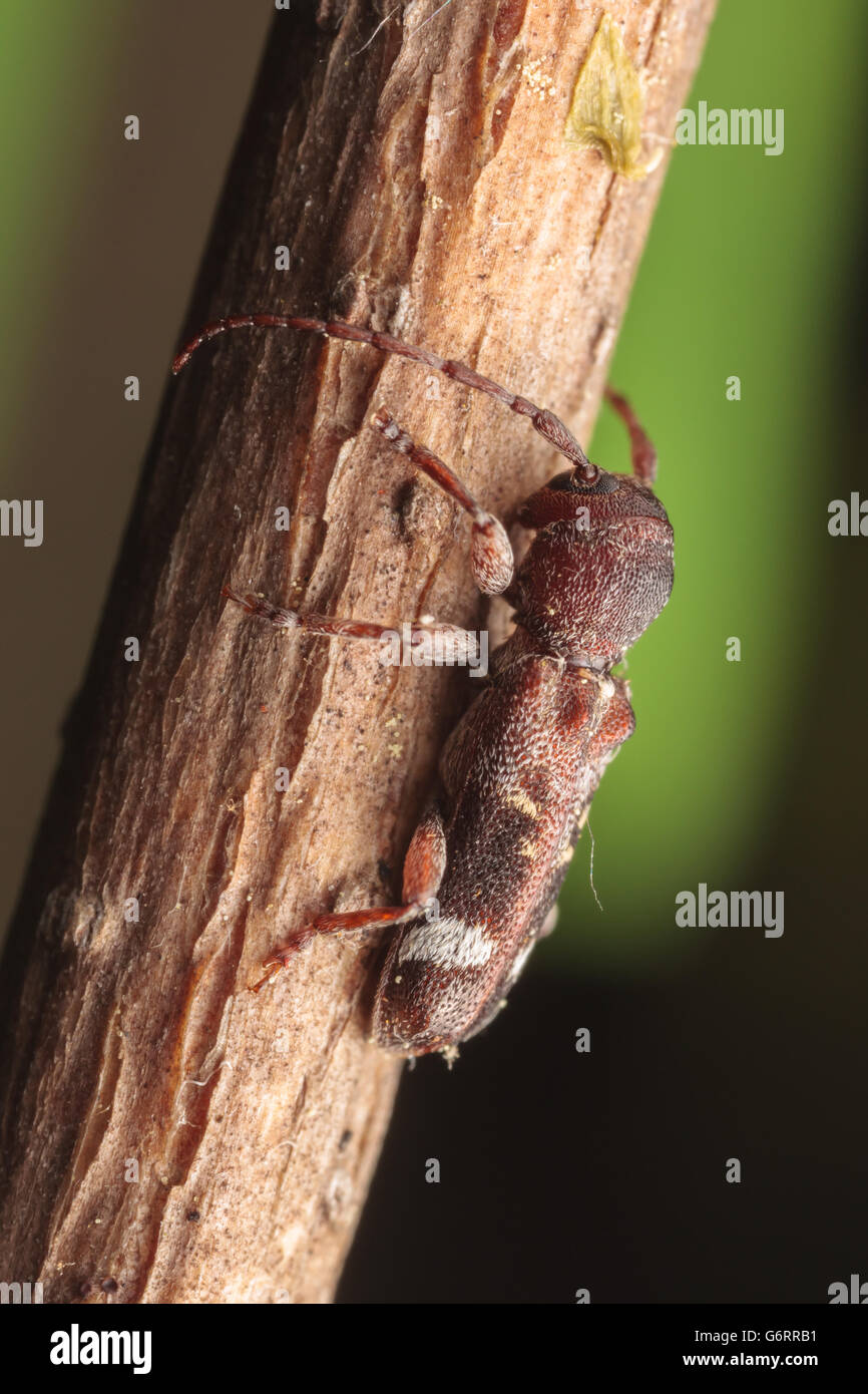 A Currant-tip Borer (Psenocerus supernotatus) walks on a plant stem ...