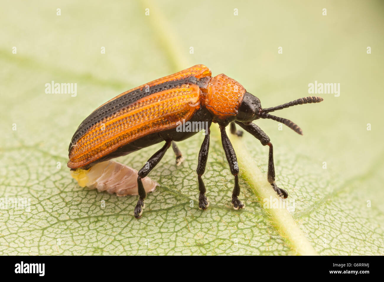 A female Locust Leaf Miner (Odontota dorsalis) lays an egg mass on the ...