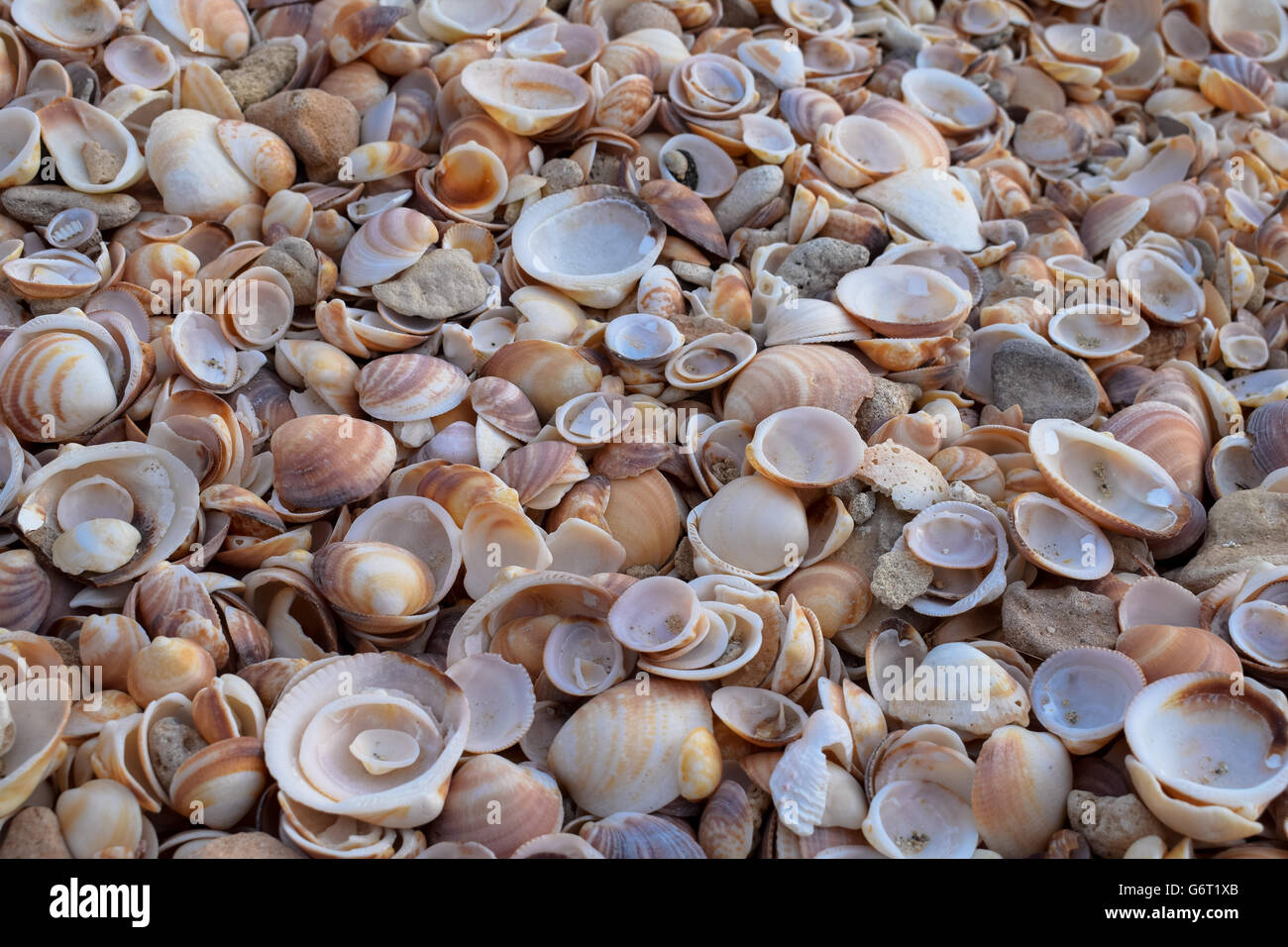 Fossil cockle shell hi-res stock photography and images - Alamy