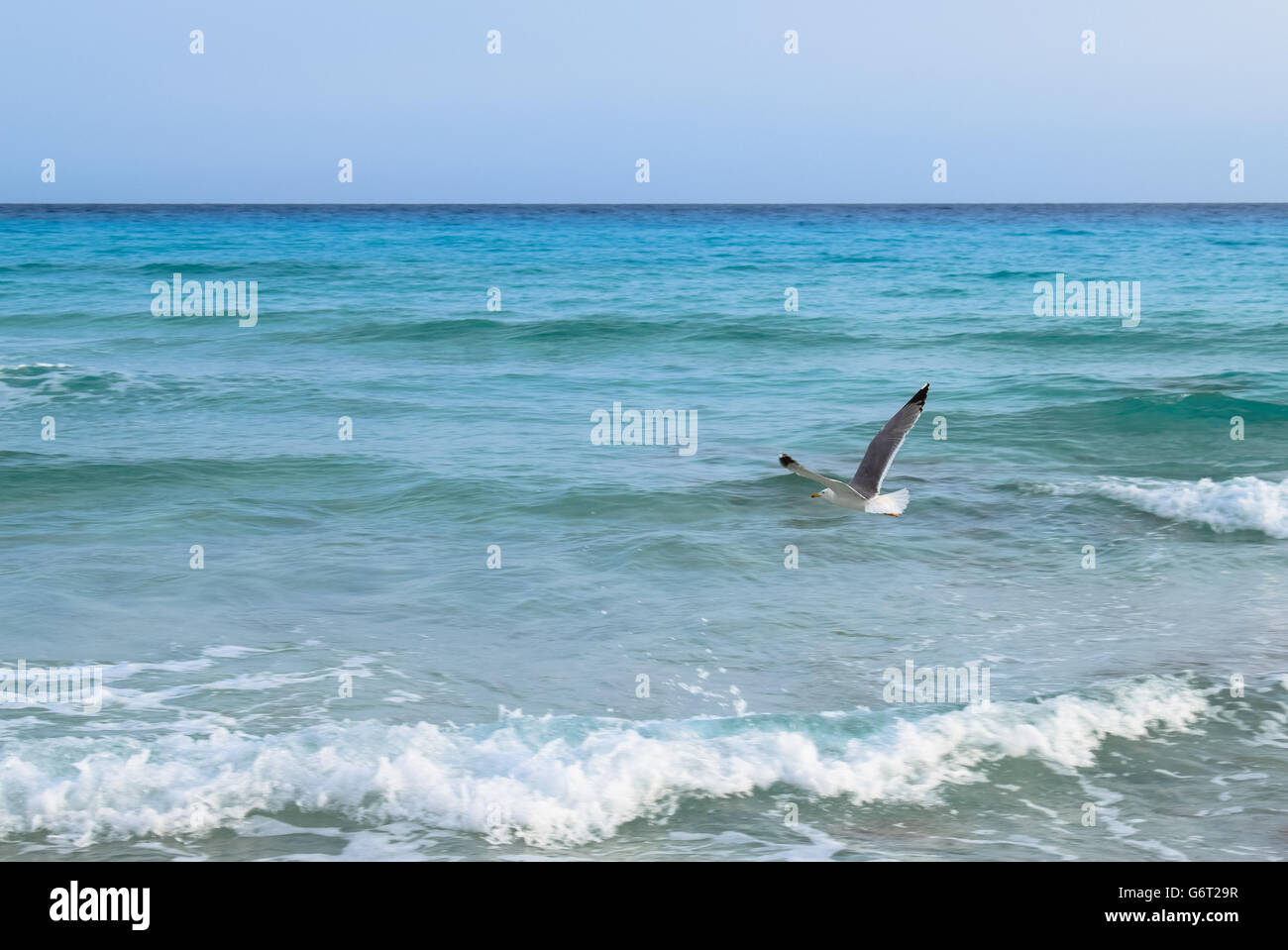 Seagull in flight across ocean waves Stock Photo - Alamy