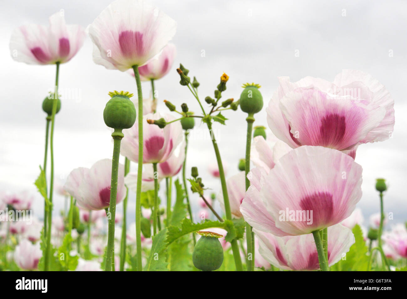 flowering papaver field in the Netherlands Stock Photo - Alamy