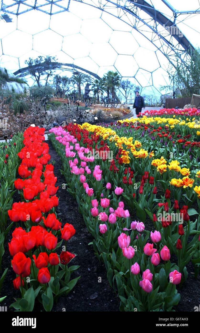 Planted as part of the tulip festival hi-res stock photography and ...