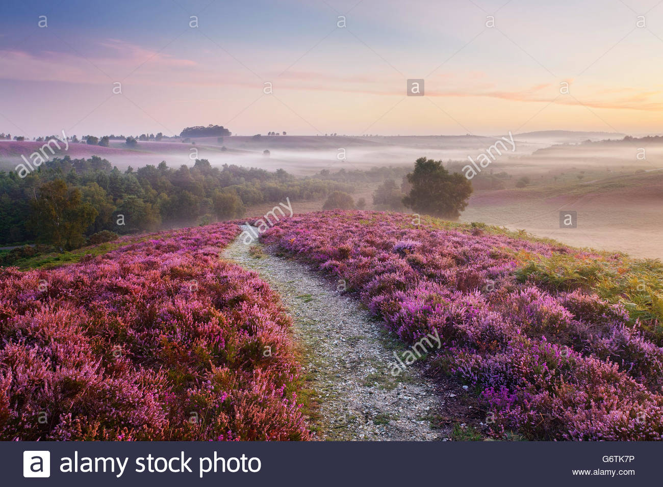 Heather In Bloom Stock Photos & Heather In Bloom Stock Images - Alamy