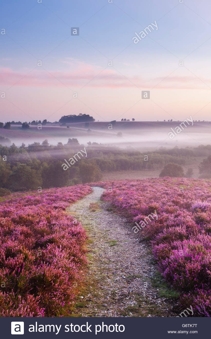 Heather Bloom High Resolution Stock Photography and Images - Alamy