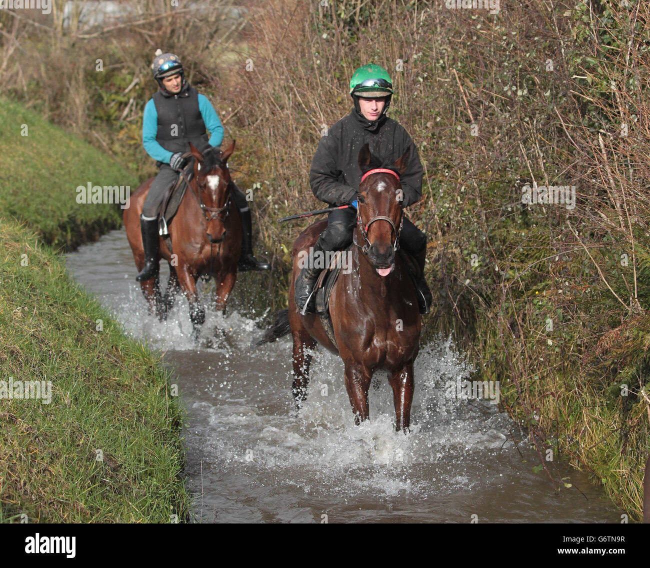 Horse racing willie mullins stable visit bagenalstown hi-res stock ...