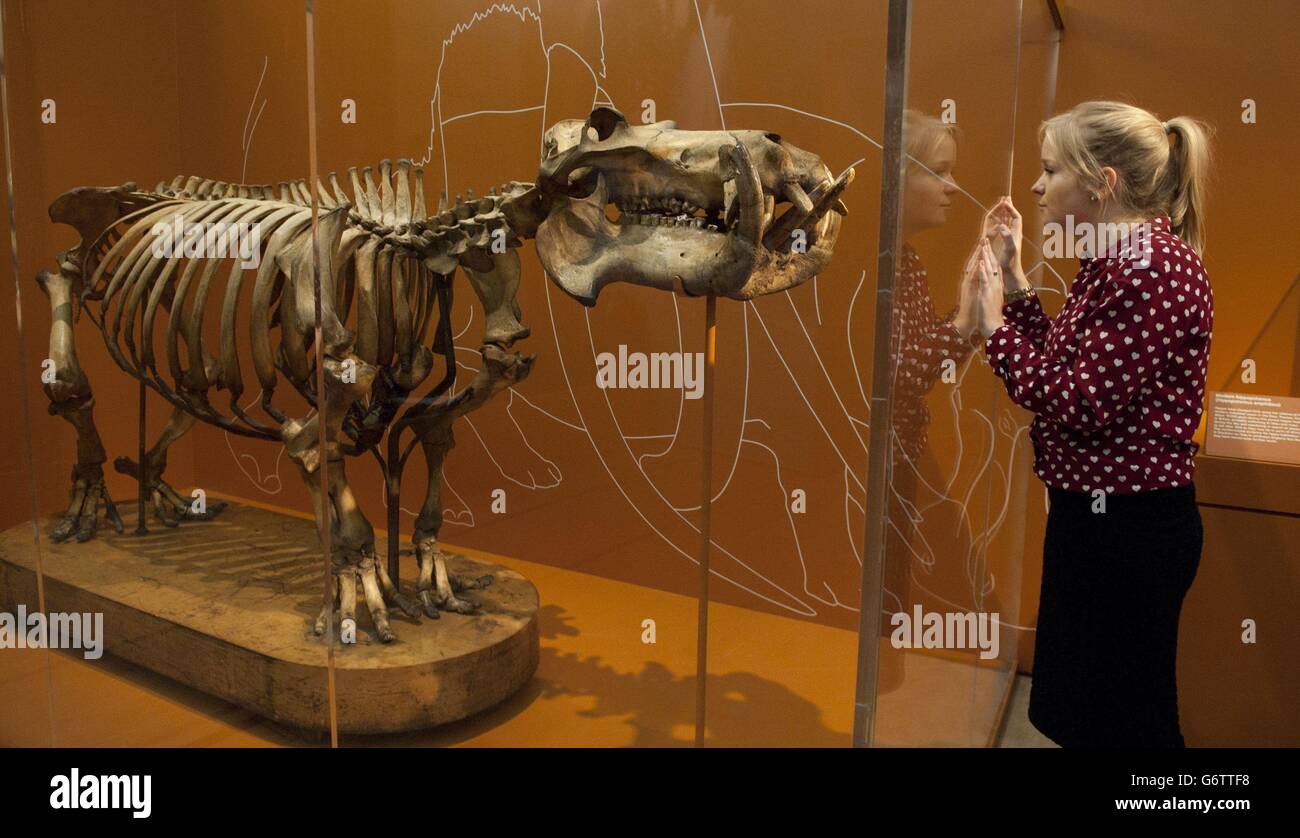 An employee of the Natural History Museum in London looks at a skeleton ...