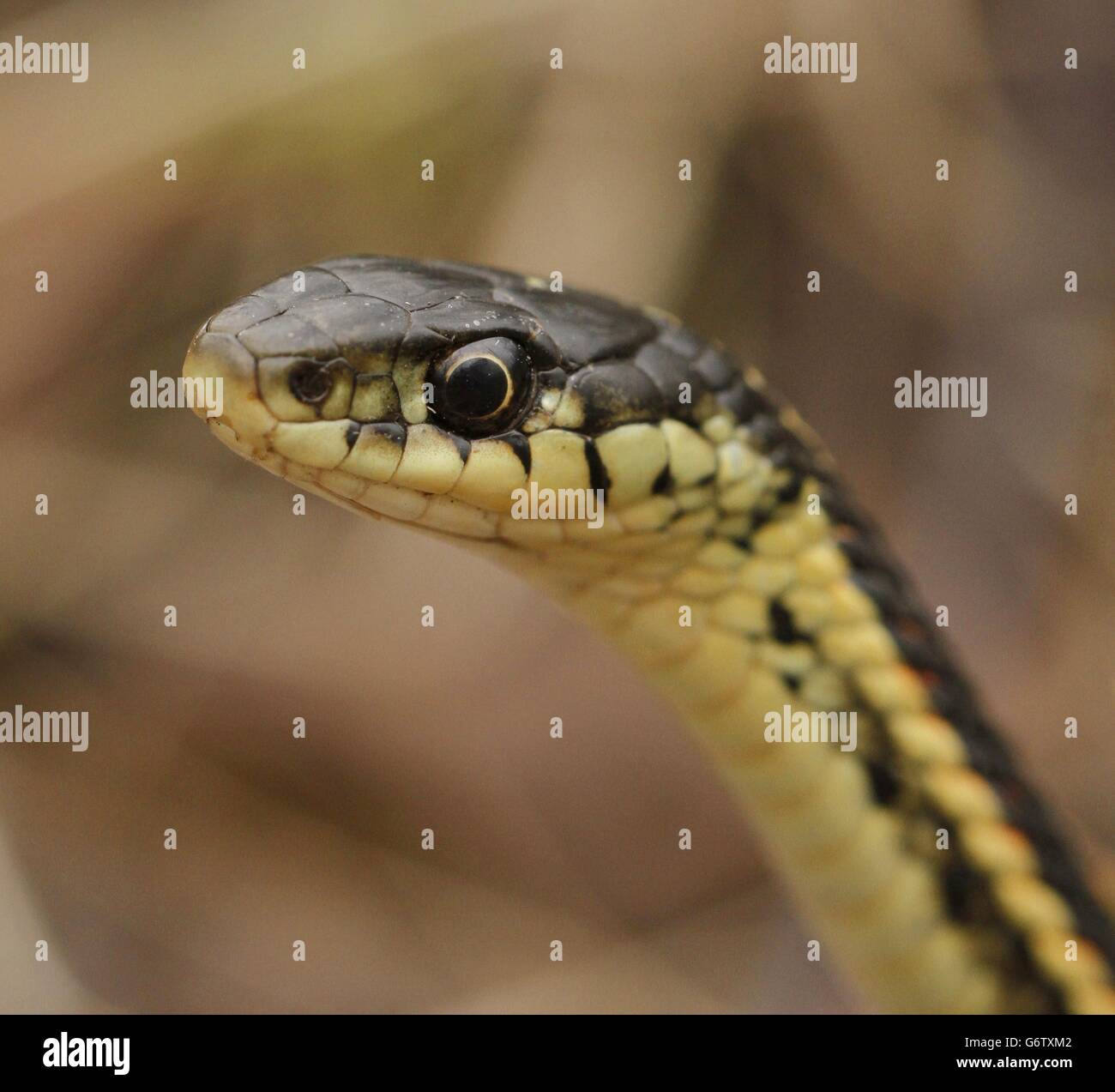 Red Sided Garter Snake High Resolution Stock Photography and Images - Alamy