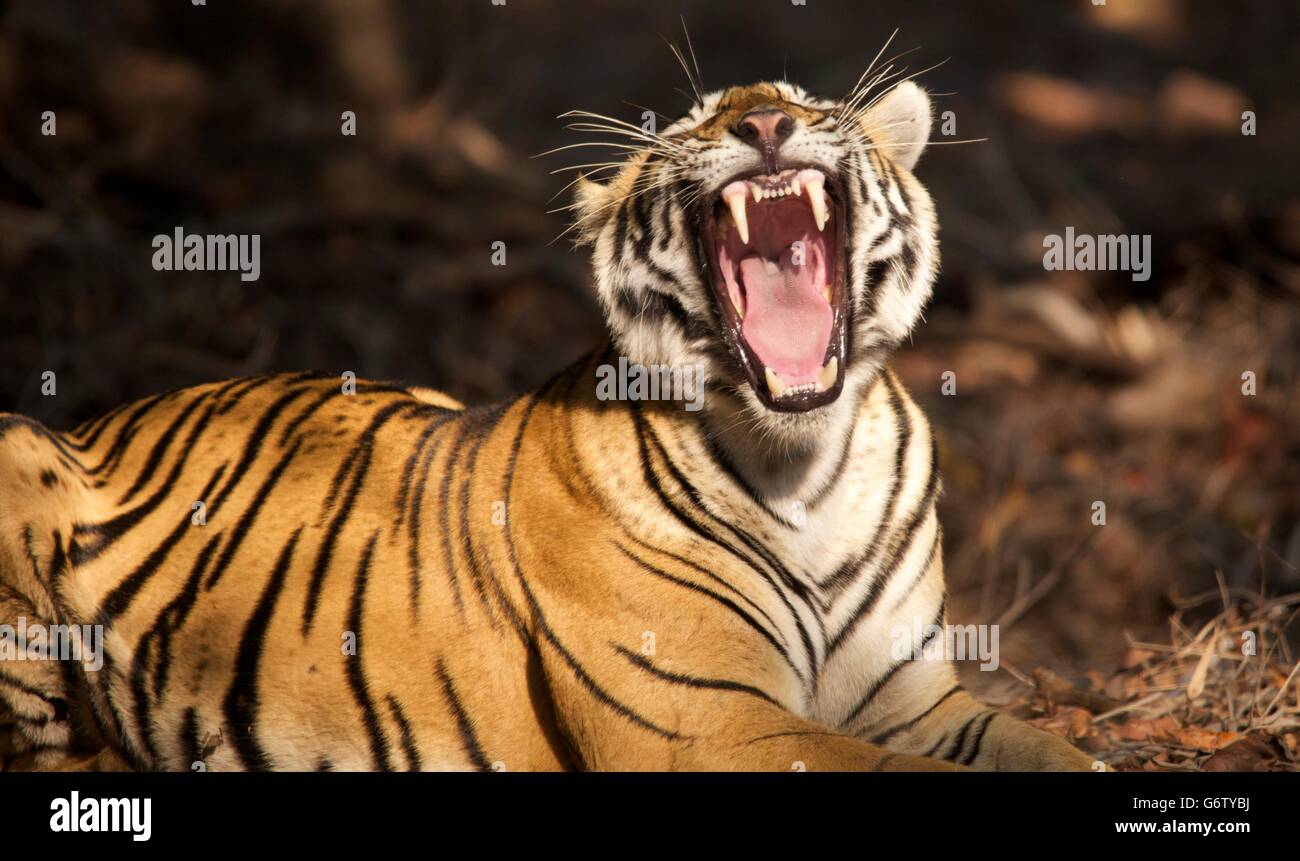 The big Yawn Stock Photo - Alamy