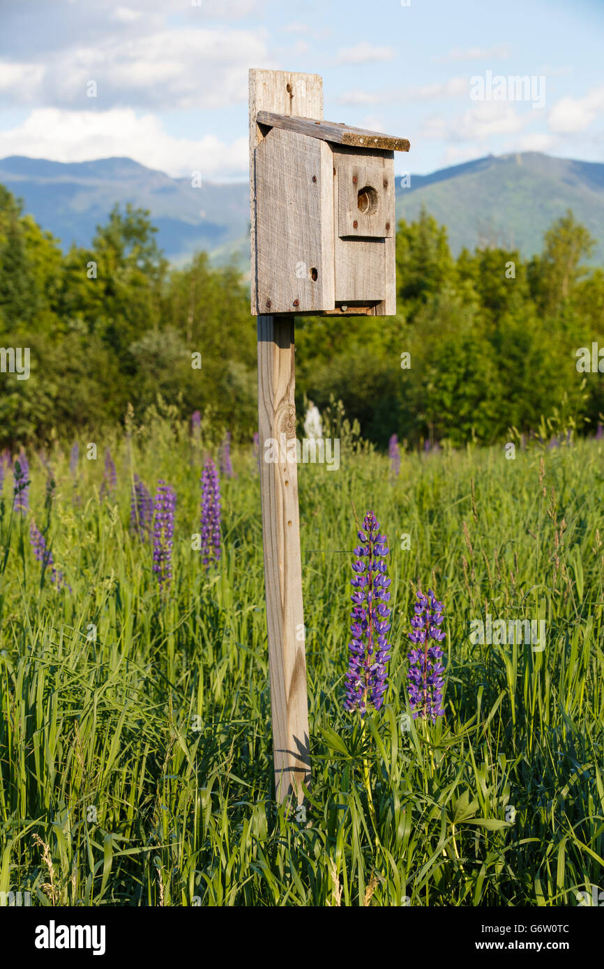 Annual celebration of lupines hi-res stock photography and images - Alamy