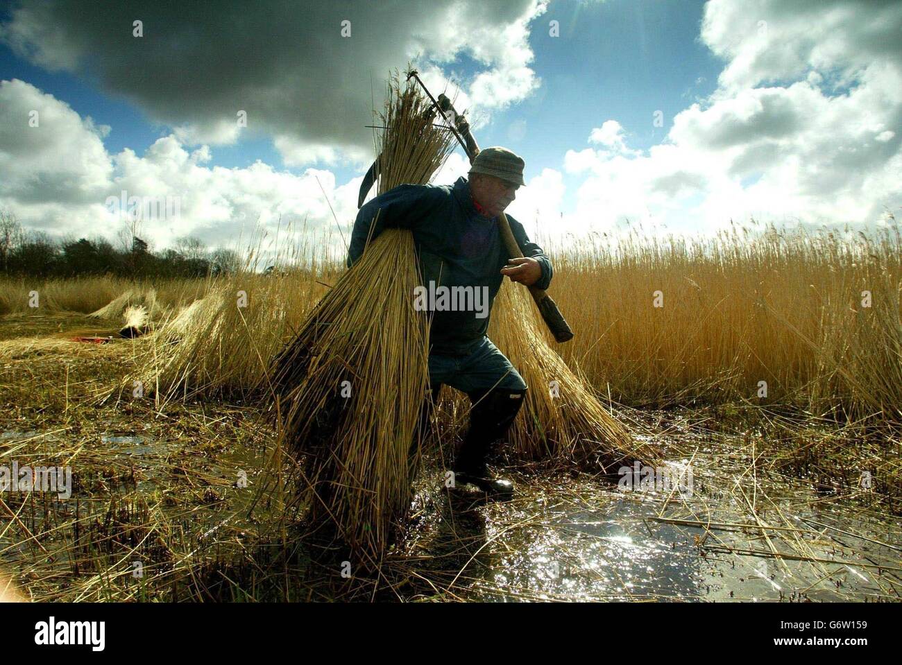 Reed Cutter For The Norfolk Broads High Resolution Stock Photography ...