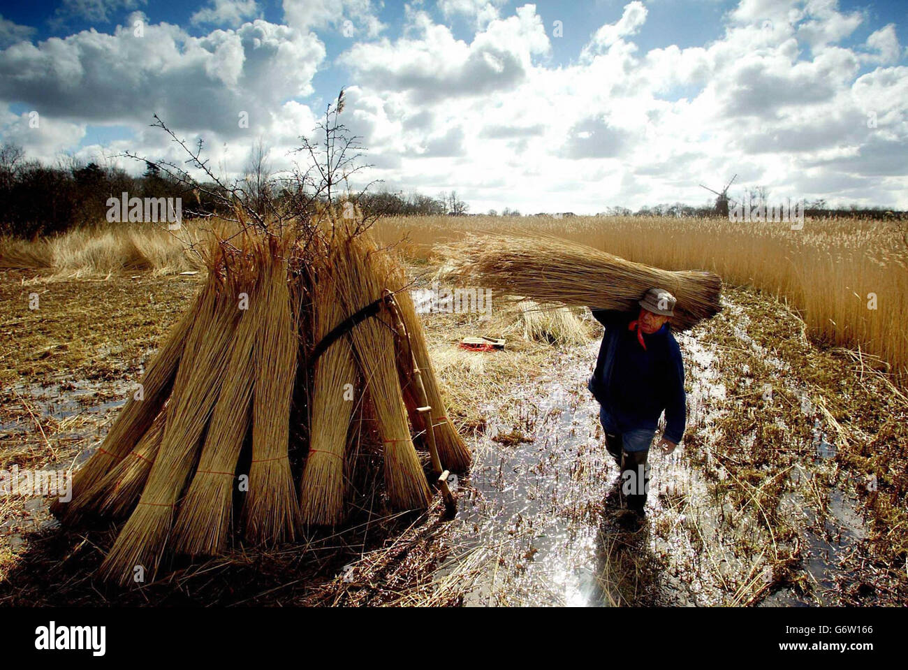 Eric Edwards, reed cutter for the Norfolk Broads, collects the last of ...