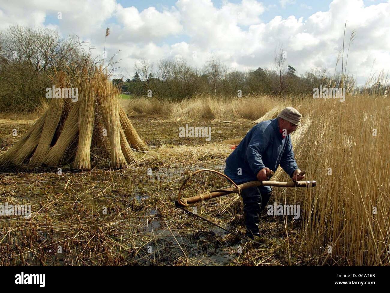 Eric Edwards, reed cutter for the Norfolk Broads, collects the last of ...