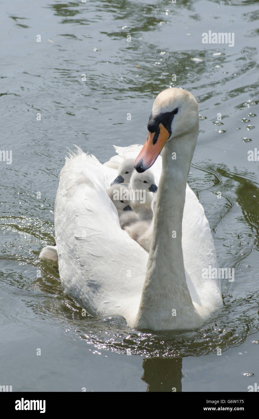 Mother swan carrying her babies on her back hi-res stock photography ...