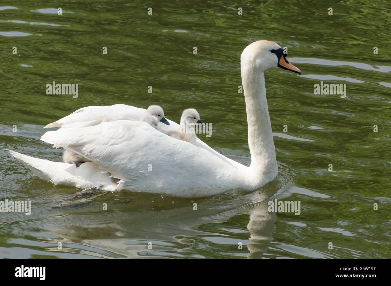 Back of swan hi-res stock photography and images - Alamy