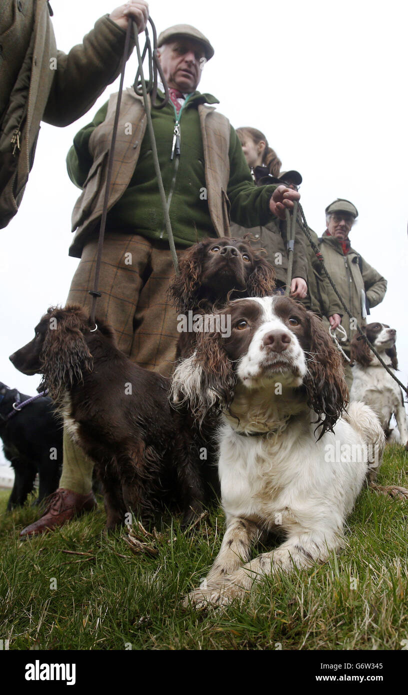 Members of the Scottish Gamekeepers Association (SGA) and their dogs ...
