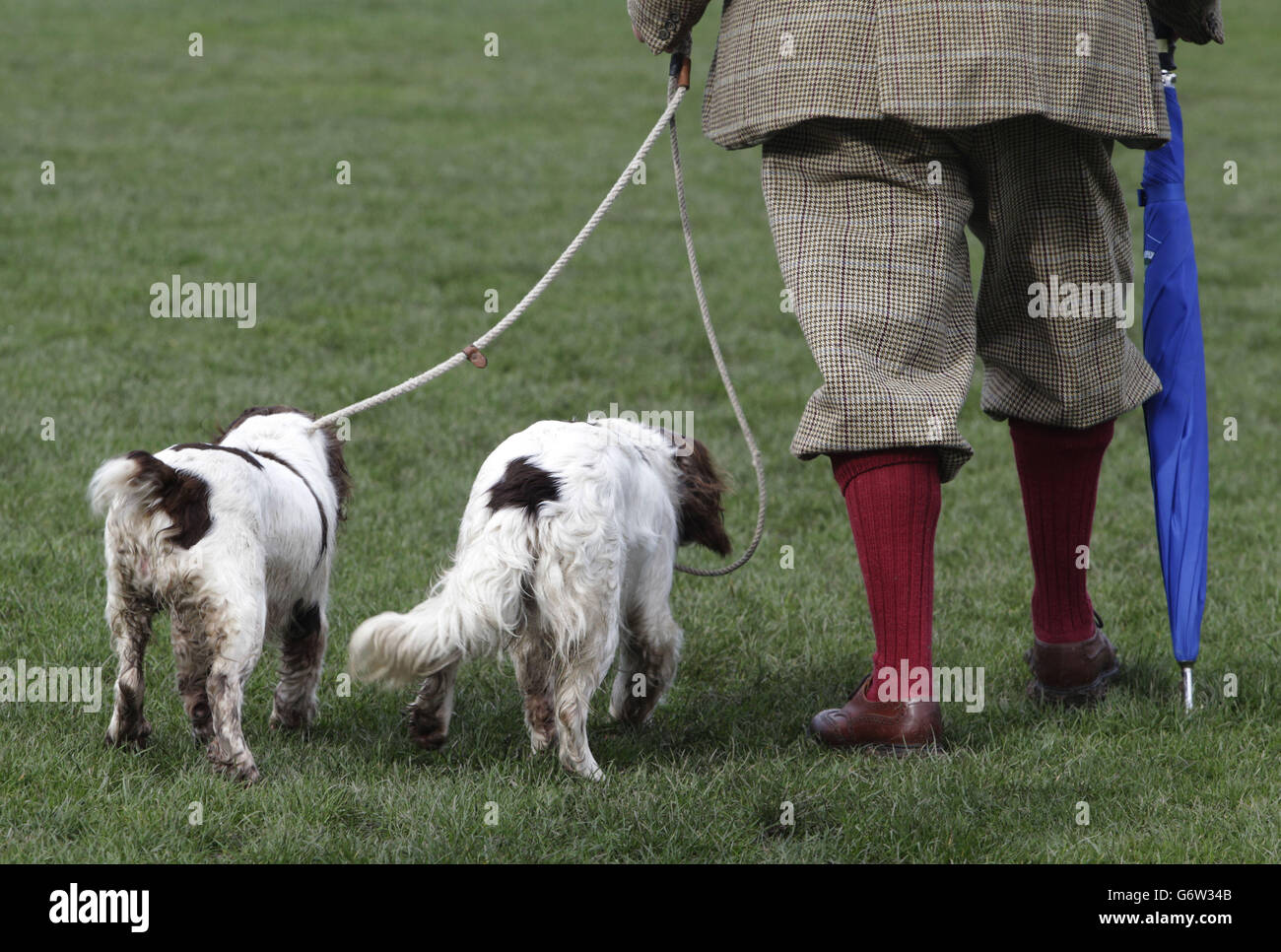Members of the Scottish Gamekeepers Association (SGA) and their dogs ...