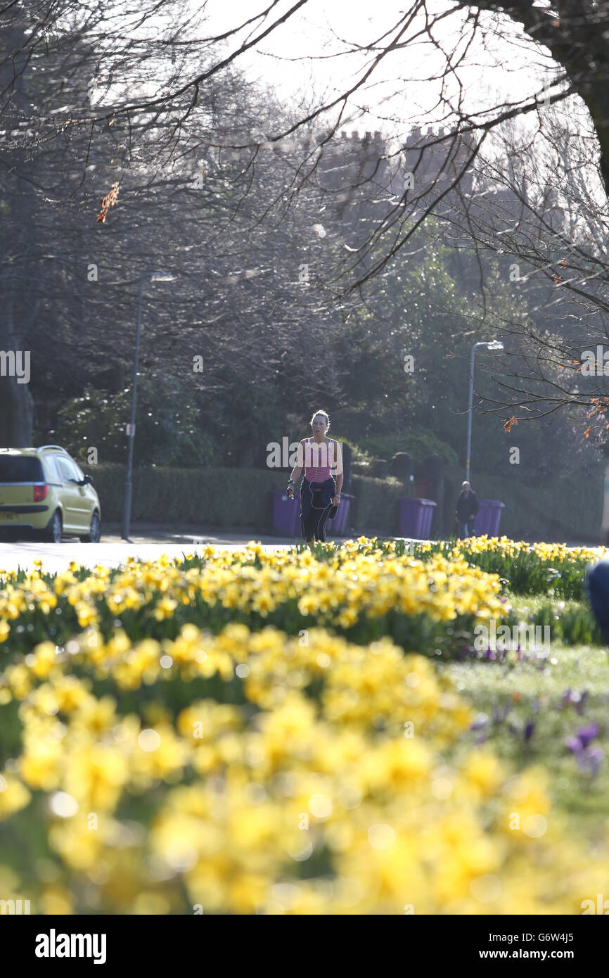 A woman passes spring daffodils in Sefton Park, Liverpool Stock Photo ...