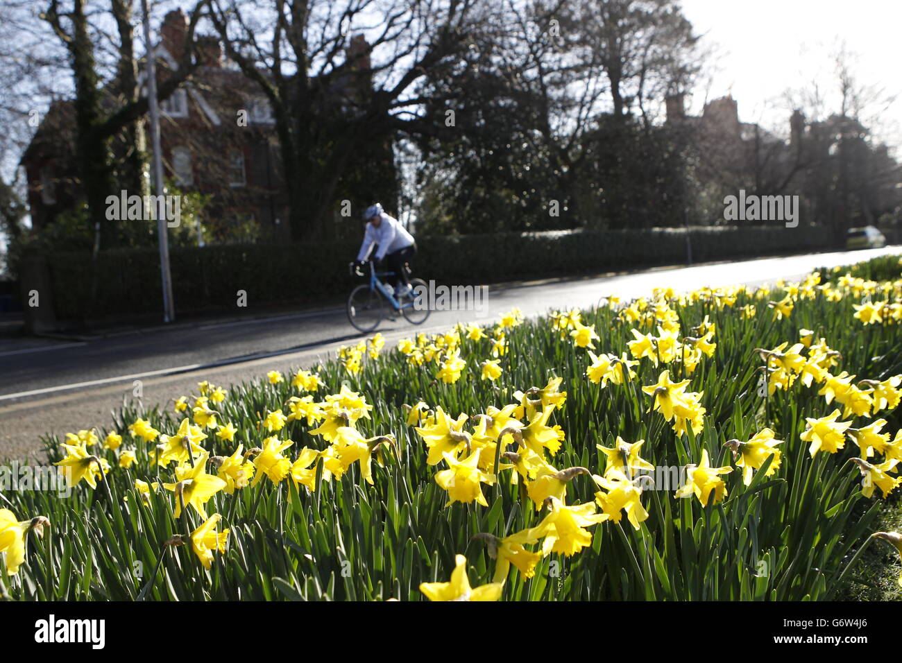 A cyclist passes spring daffodils in Sefton Park, Liverpool Stock Photo ...