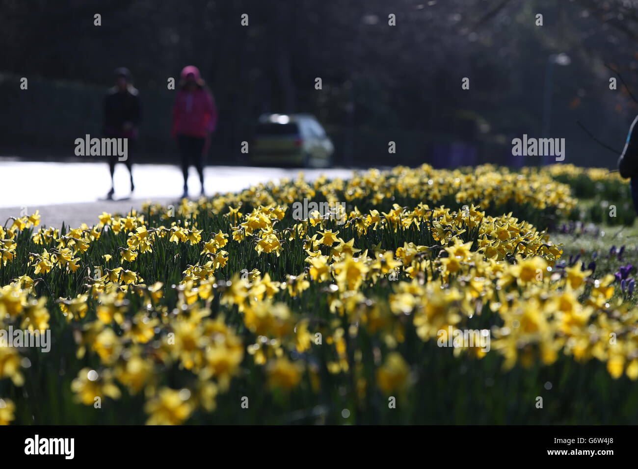 Liverpool spring flowers hi-res stock photography and images - Alamy