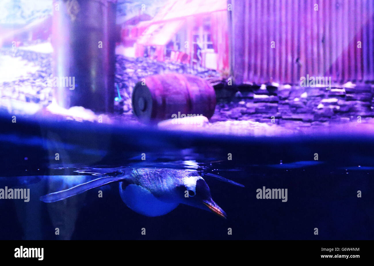 New penguin exhibit deep hi-res stock photography and images - Alamy