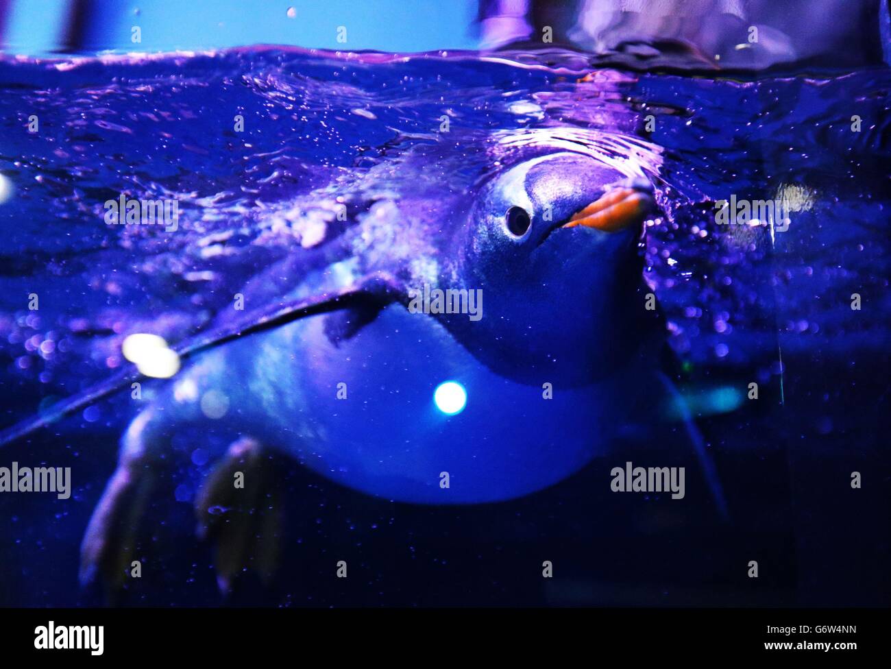 Gentoo penguins at a new exhibit at The Deep in Hull Marina called 'the ...