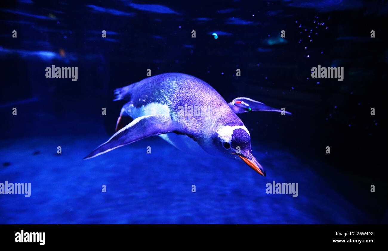 New penguin exhibit deep hi-res stock photography and images - Alamy