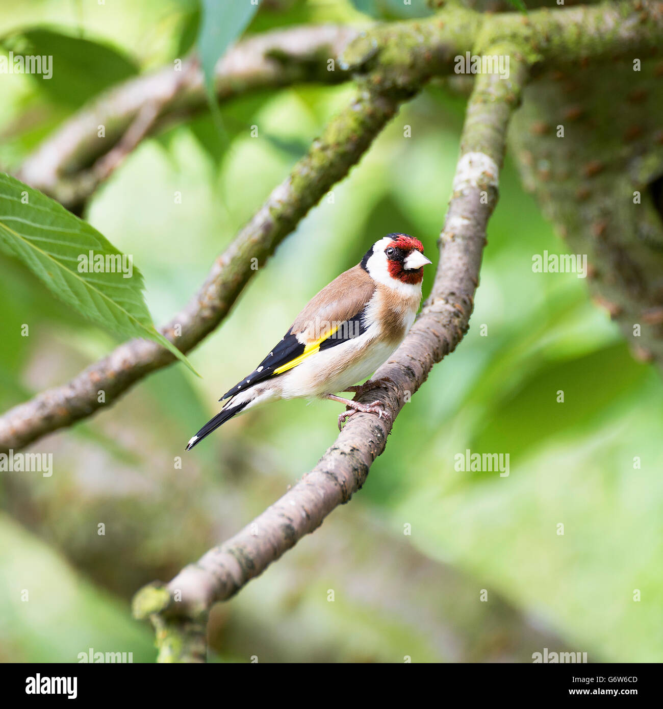 Cherry Finch High Resolution Stock Photography and Images - Alamy