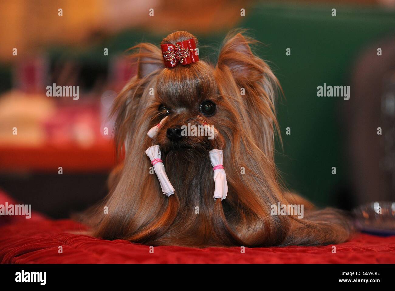 A Yorkshire Terrier named Coco Chanel is prepared for her competition ...