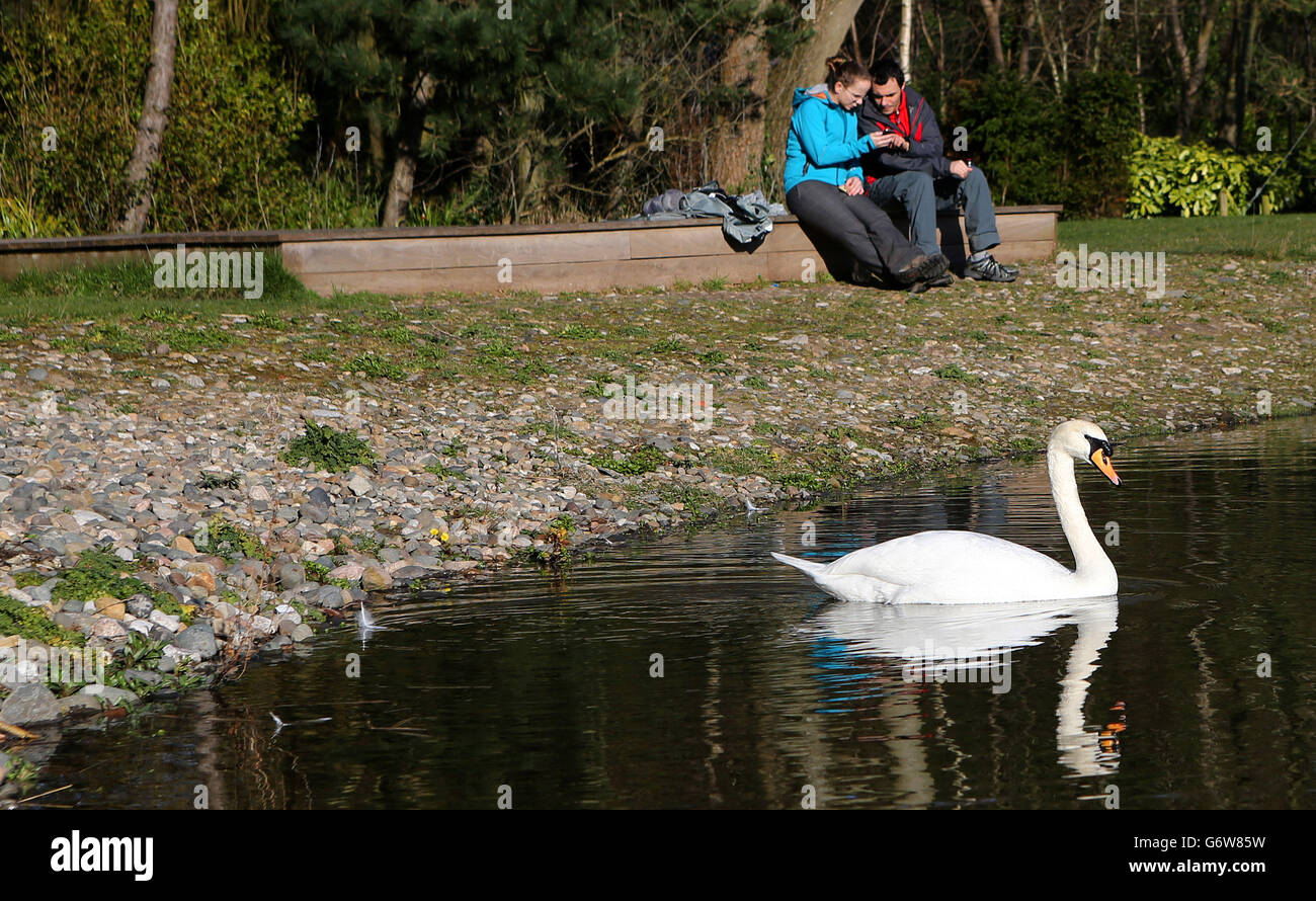 Swans in riverside gardens hi-res stock photography and images - Alamy