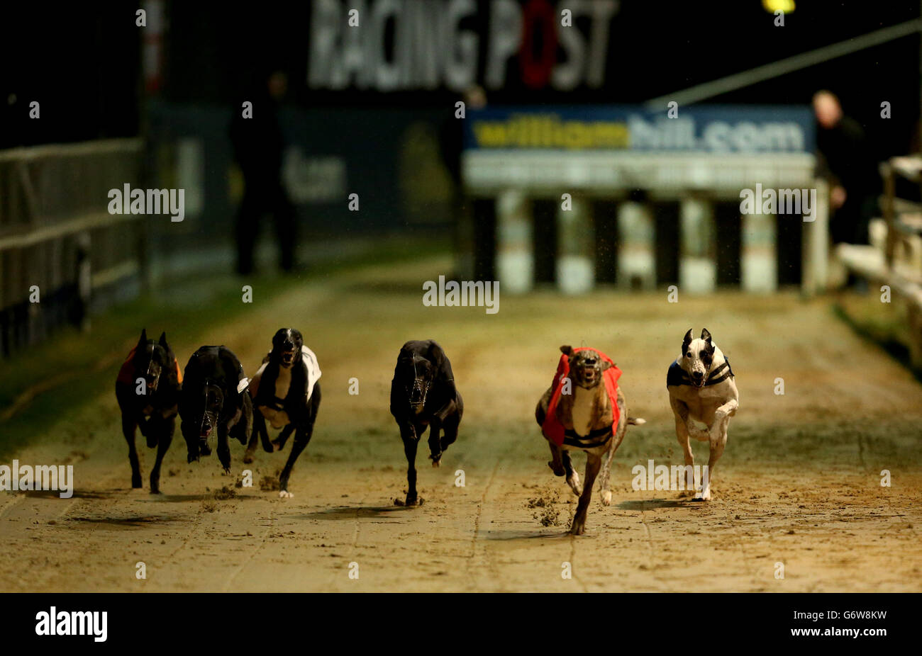 Greyhound race track night hi-res stock photography and images - Alamy