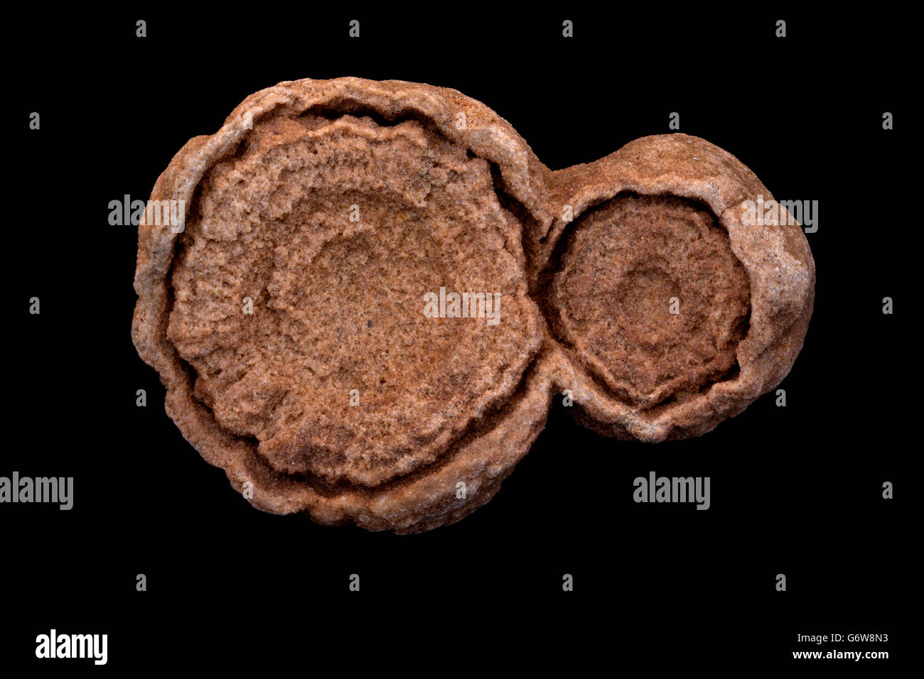 Fossil stromatolite, Cretaceous age, 145-65 million years ago, Merzouga ...