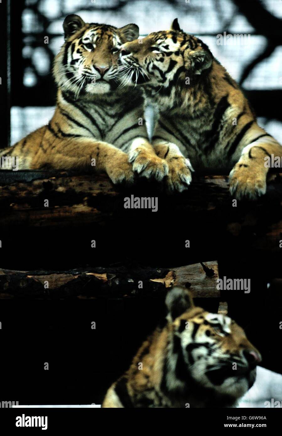 Cats ultimate predators hi-res stock photography and images - Alamy