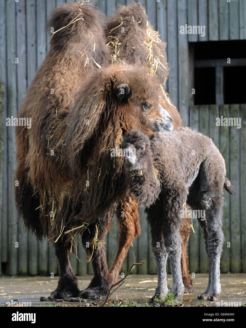 Bactrian camel calf Stock Photo - Alamy