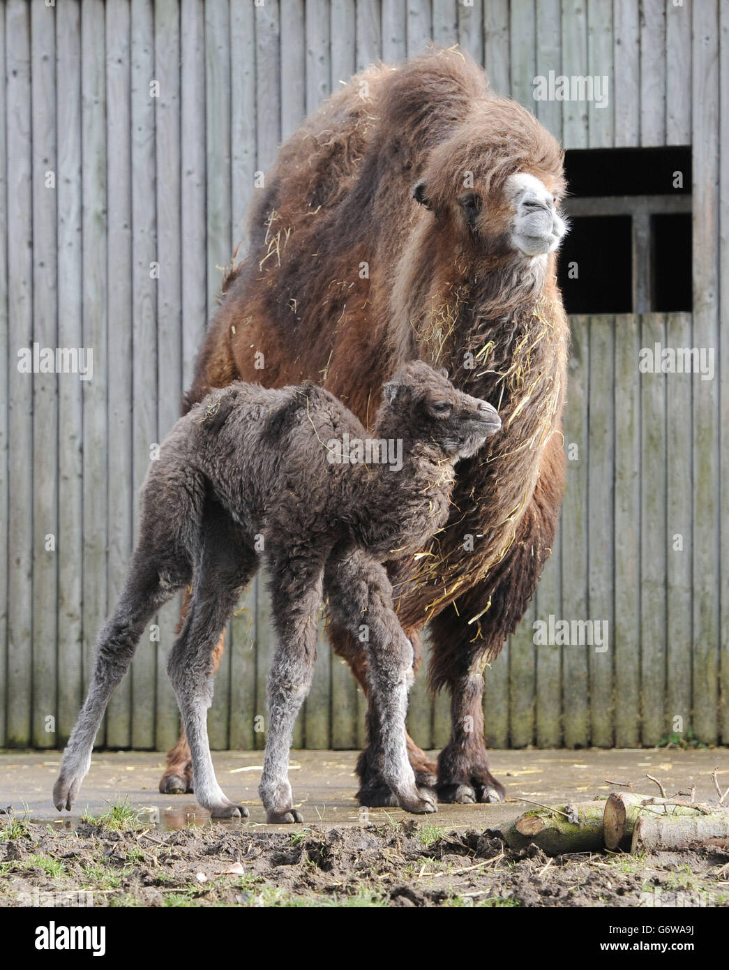 Bactrian camel calf Stock Photo - Alamy