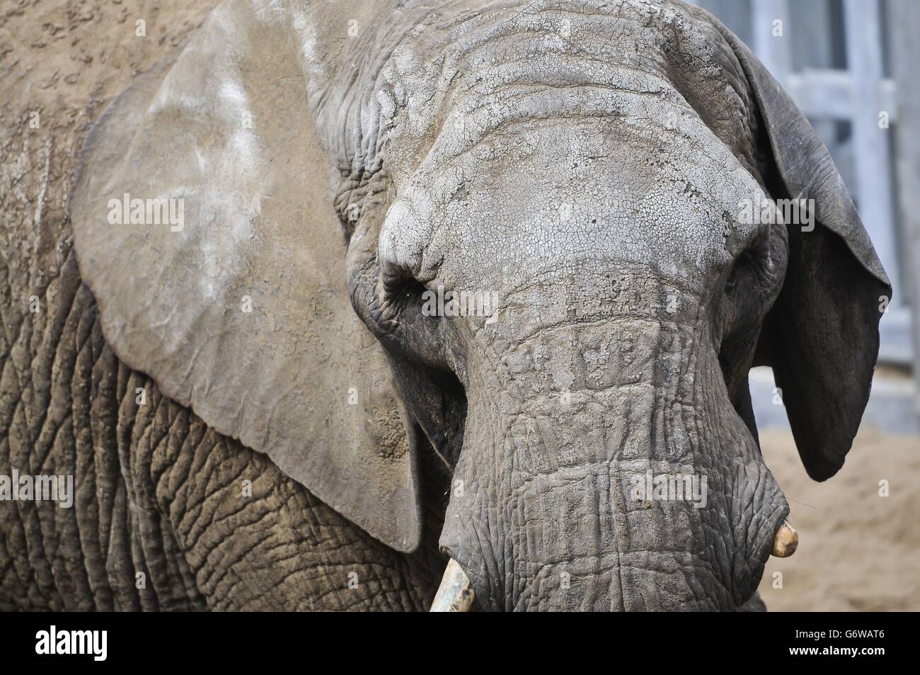 Bristol zoo elephant hi-res stock photography and images - Alamy