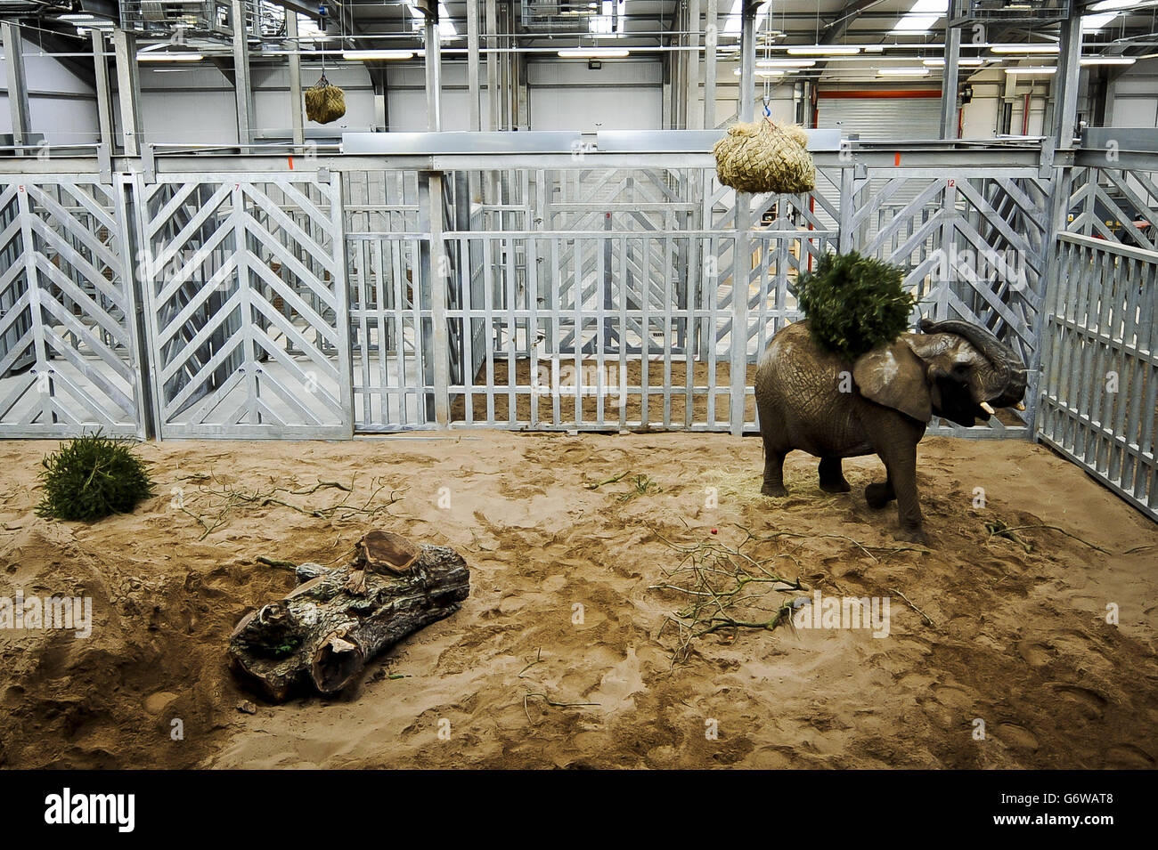 Bristol zoo elephant hi-res stock photography and images - Alamy