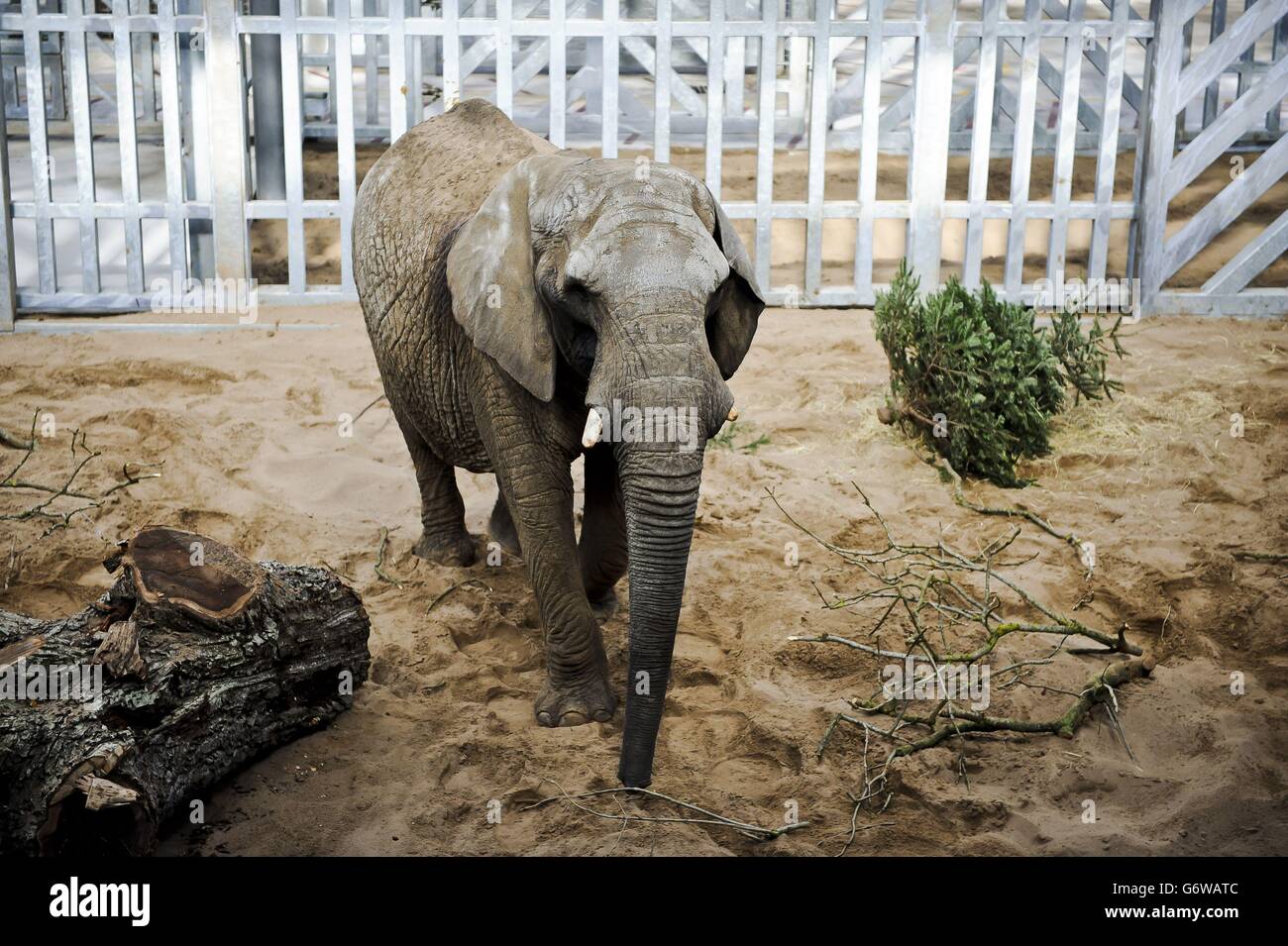 Bristol zoo elephant hi-res stock photography and images - Alamy