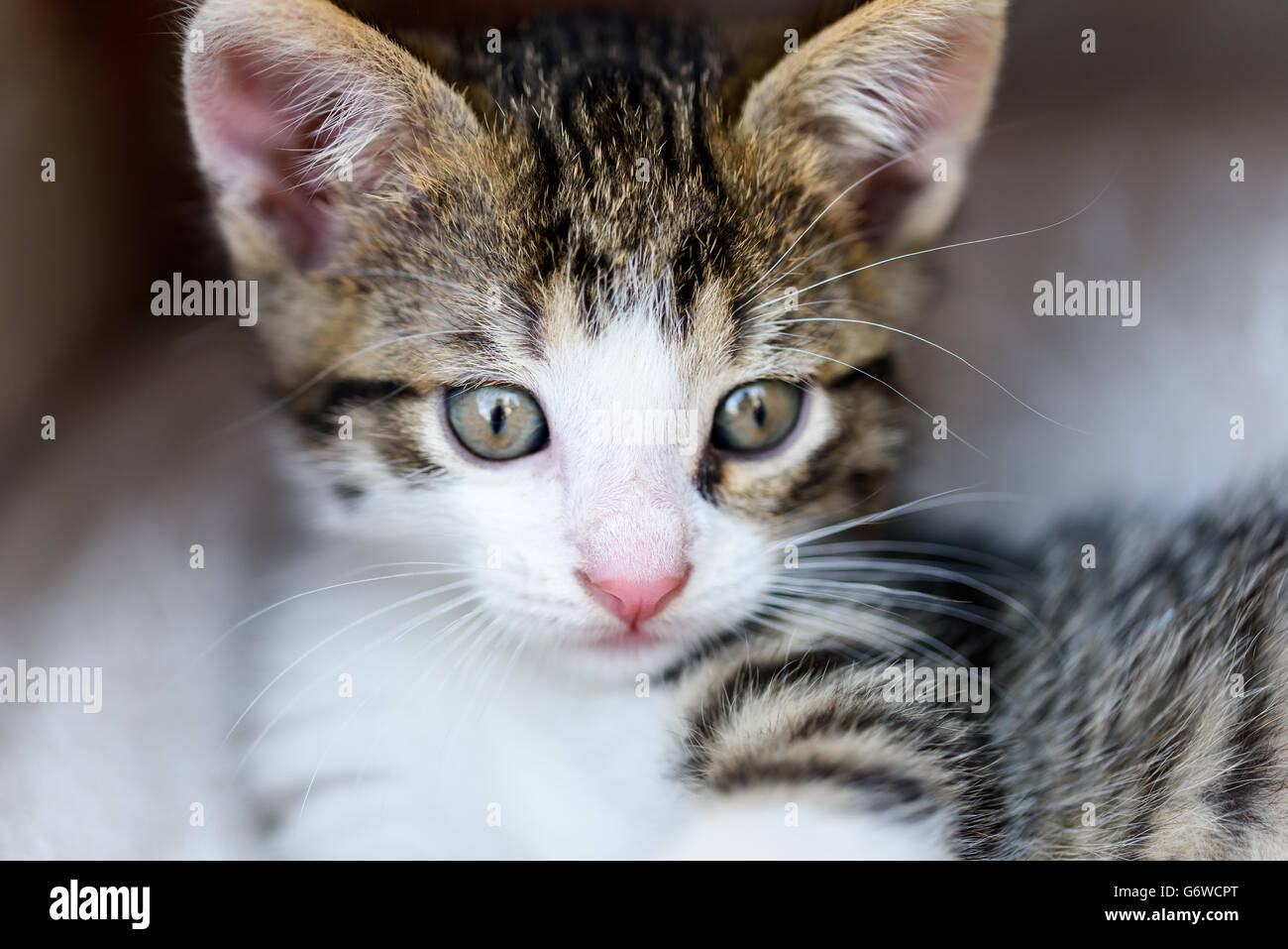 Baby Tabby Cat In Kitty Basket Stock Photo - Alamy