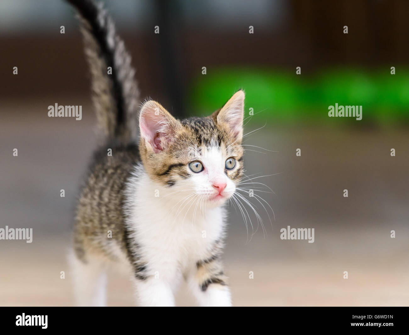 Close up little kitten playing hi-res stock photography and images - Alamy