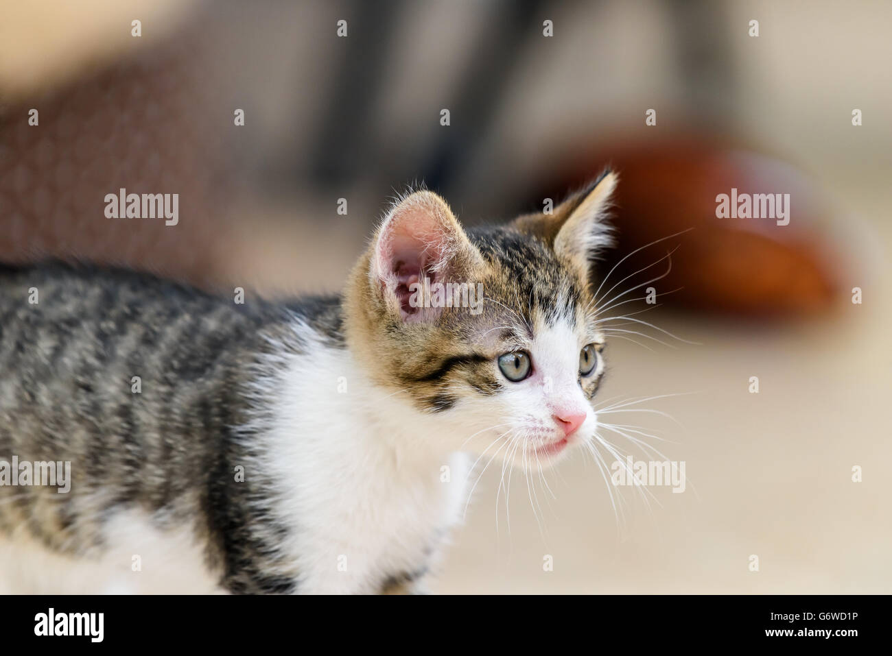 Close up little kitten playing hi-res stock photography and images - Alamy