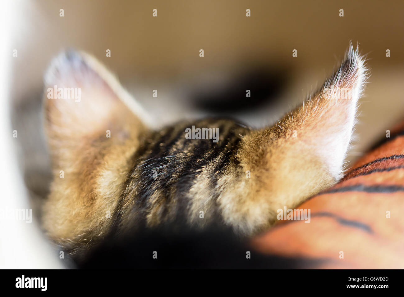 Baby Tabby Cat Sleeping In Kitty Basket Stock Photo - Alamy
