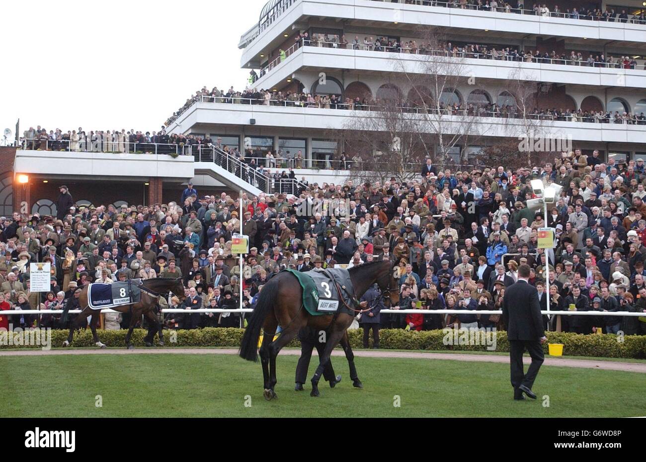 Cheltenham Gold Cup Stock Photo - Alamy