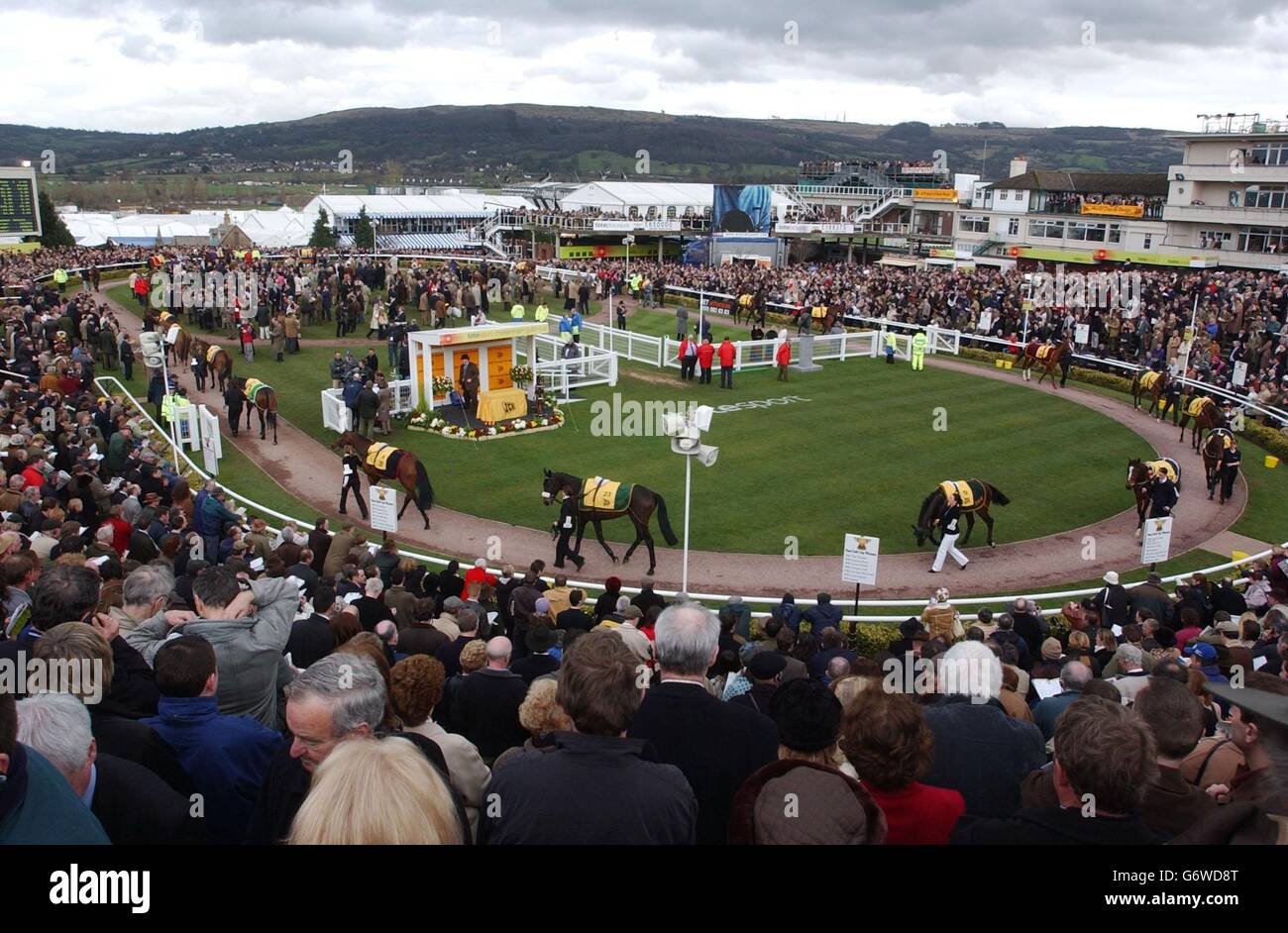 Runners in the Parade Ring for the JCB Triumph Hurdle at Cheltenham ...