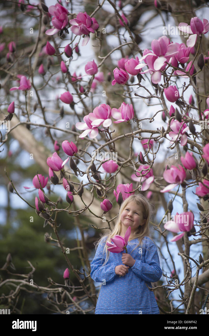 Magnolia trees in Cornwall Stock Photo - Alamy
