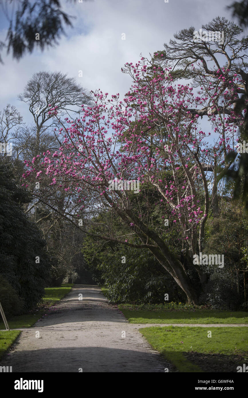 Magnolia trees in Cornwall Stock Photo - Alamy
