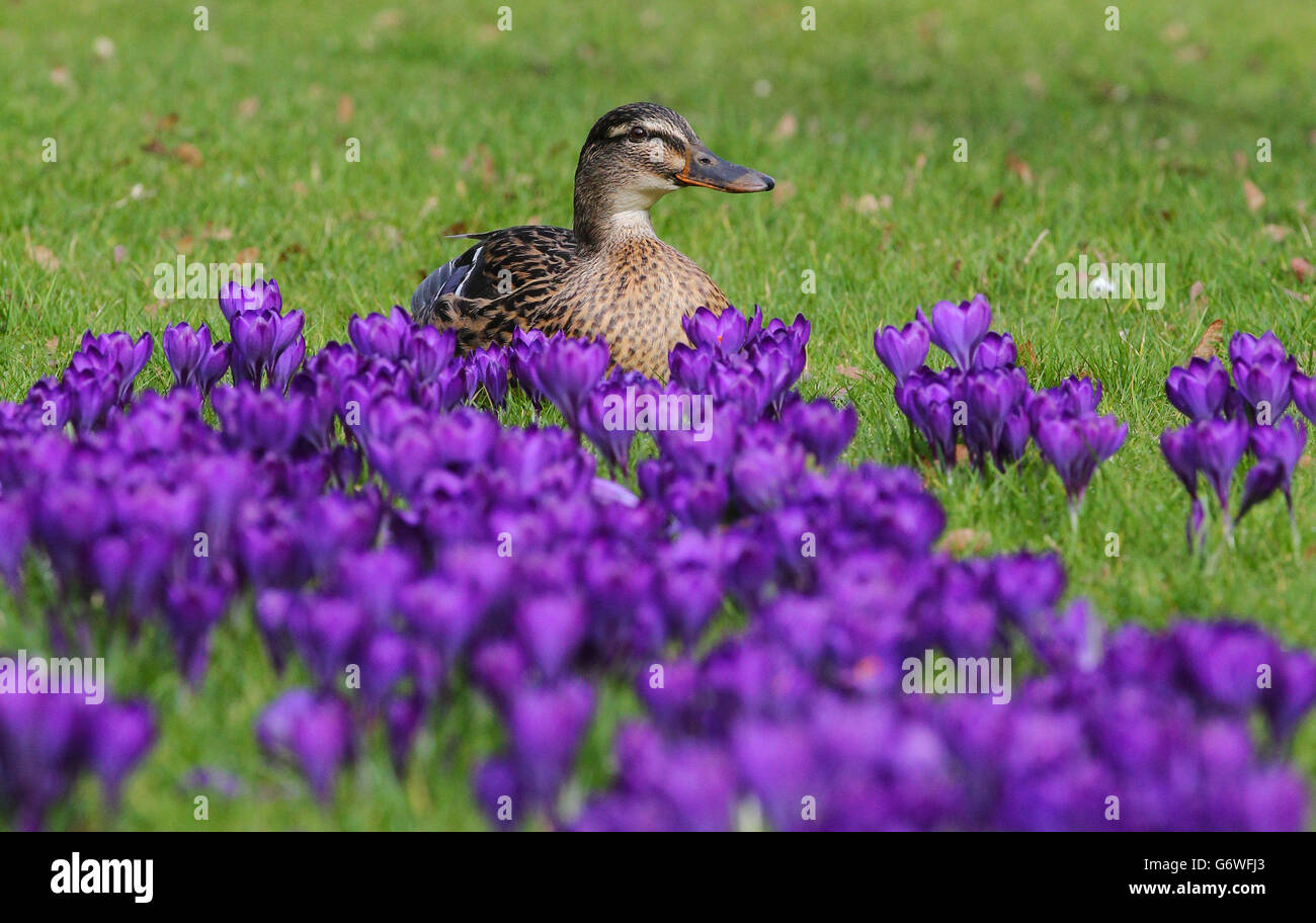 Spring weather Mar 4th Stock Photo - Alamy