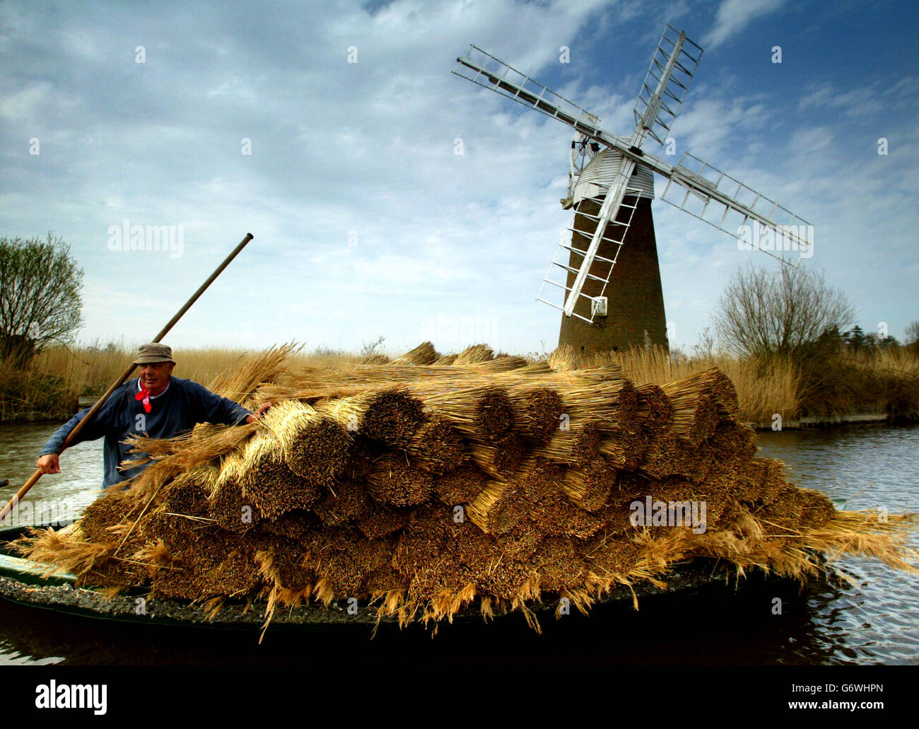 Norfolk reed hi-res stock photography and images - Alamy