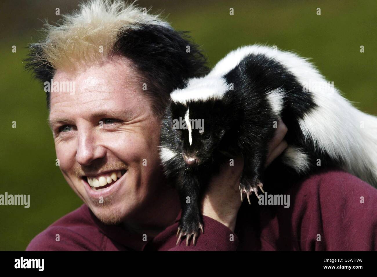 Skunk one hi-res stock photography and images - Alamy