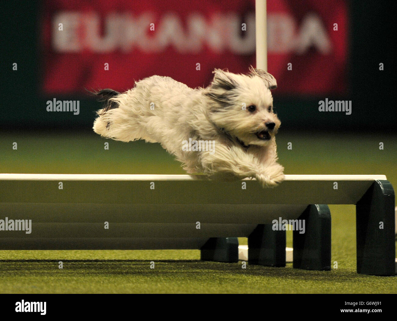 Crufts 2014. A dog leaps the final hurdle in the Agility Championships ...